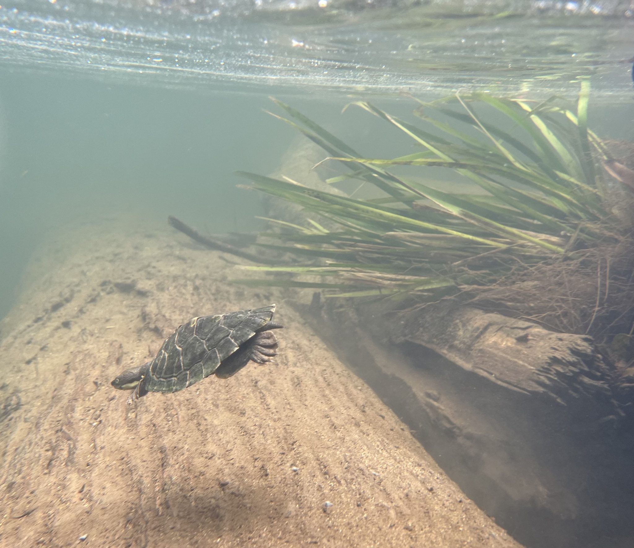 Upper Bellinger River Aquatic and Terrestrial Habitat Connections ...